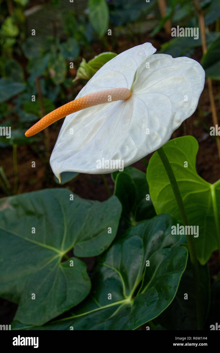 Beautiful white anthurium, white Laceleaf flower Stock Photo - Alamy