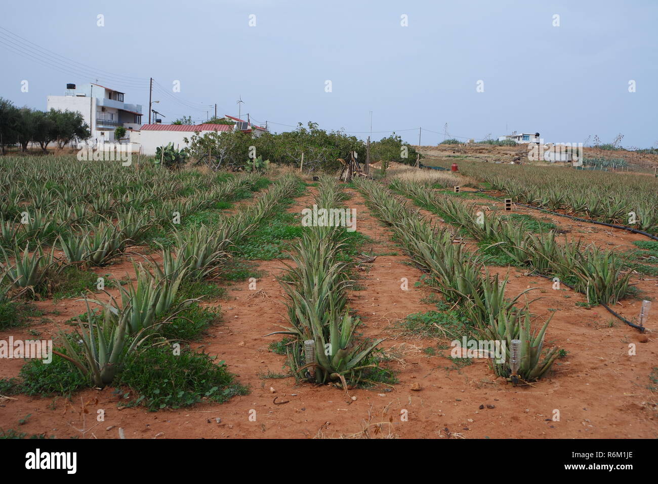 aloe vera field Stock Photo - Alamy