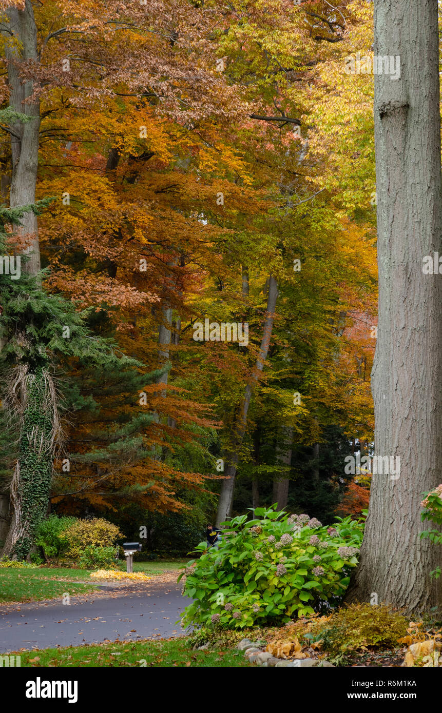 Colorful Fall leaves Stock Photo - Alamy