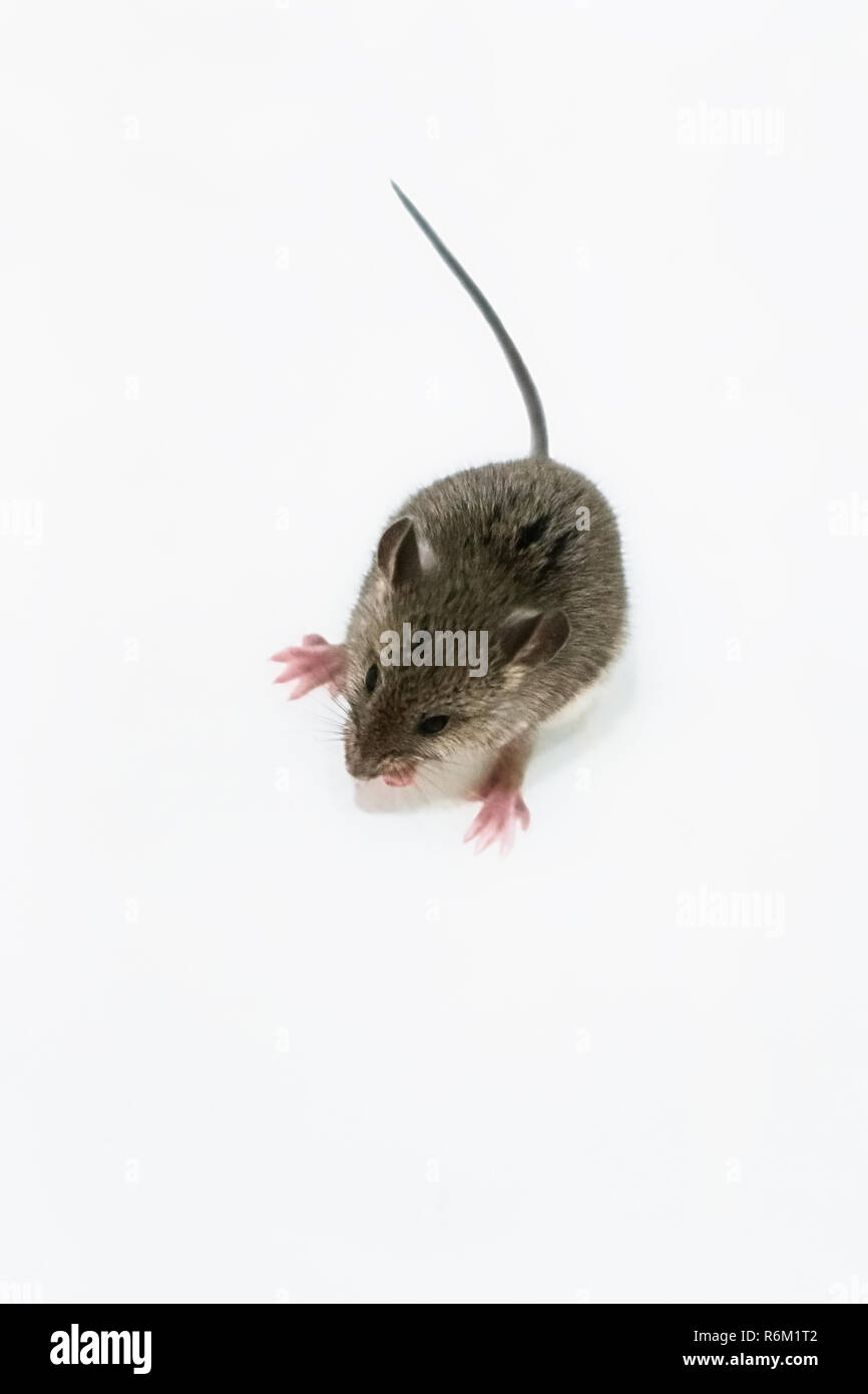 House Mouse - Mus Musculus Stock Photo - Alamy