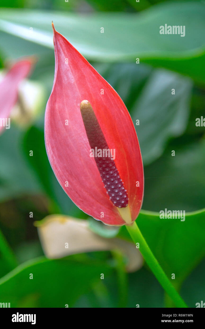 Areca flower hi-res stock photography and images - Alamy
