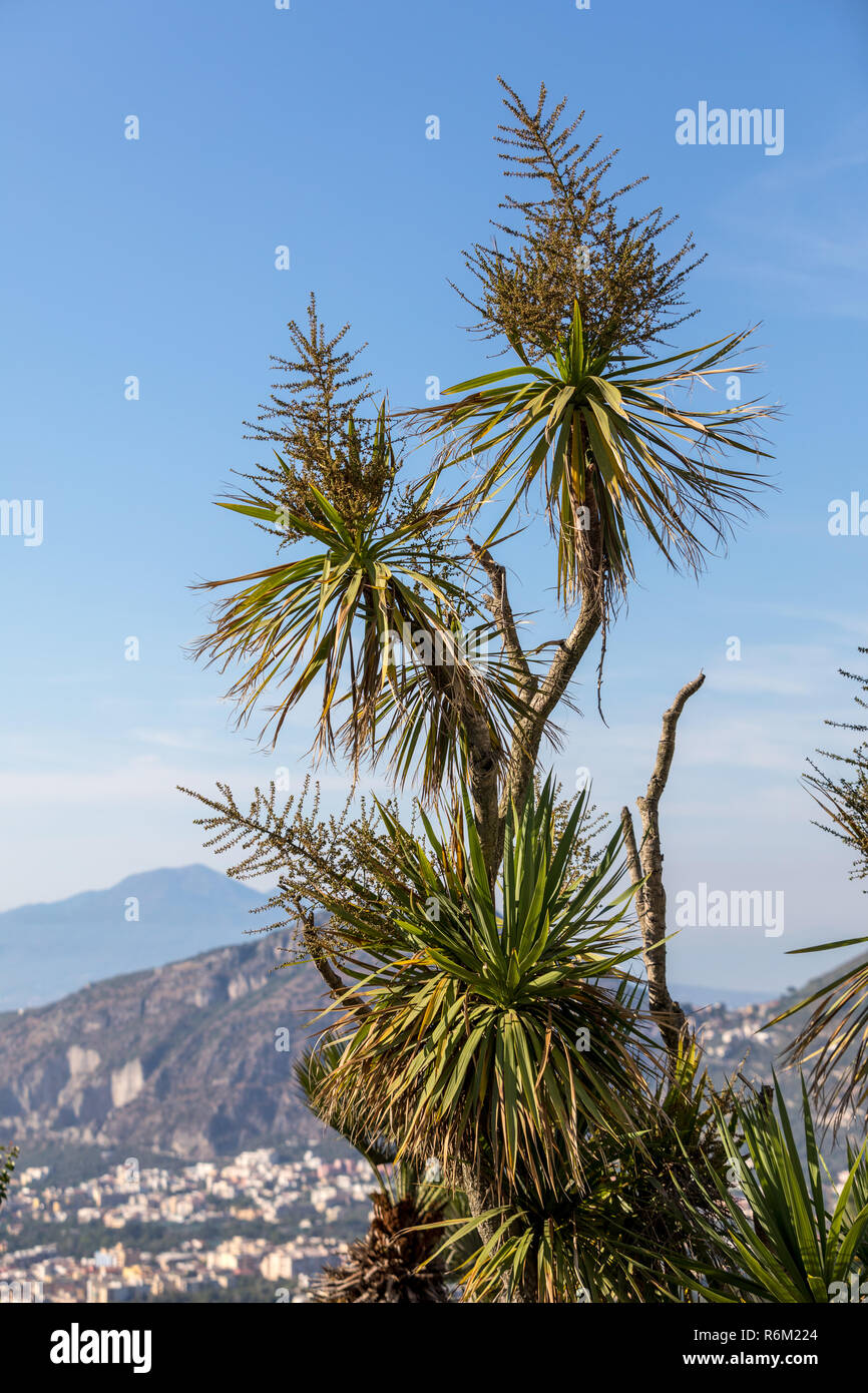 Palm tree with the Gulf of Naples and Vesuvius in the background Stock ...