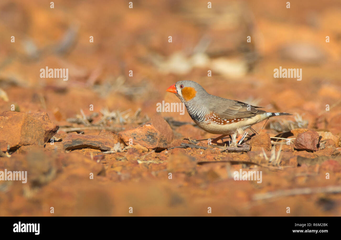 Zebra finch hi-res stock photography and images - Alamy