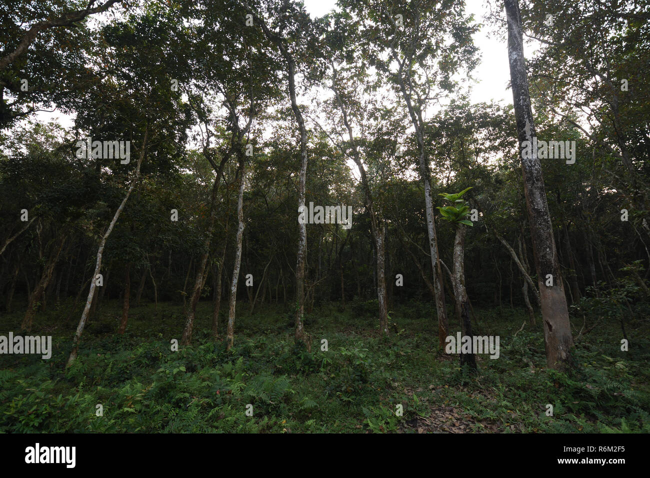 Chilapata forest of Jaldapara National Park in Alipurduar district of ...
