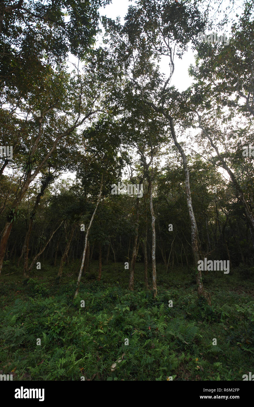 Alipurduar hi-res stock photography and images - Alamy