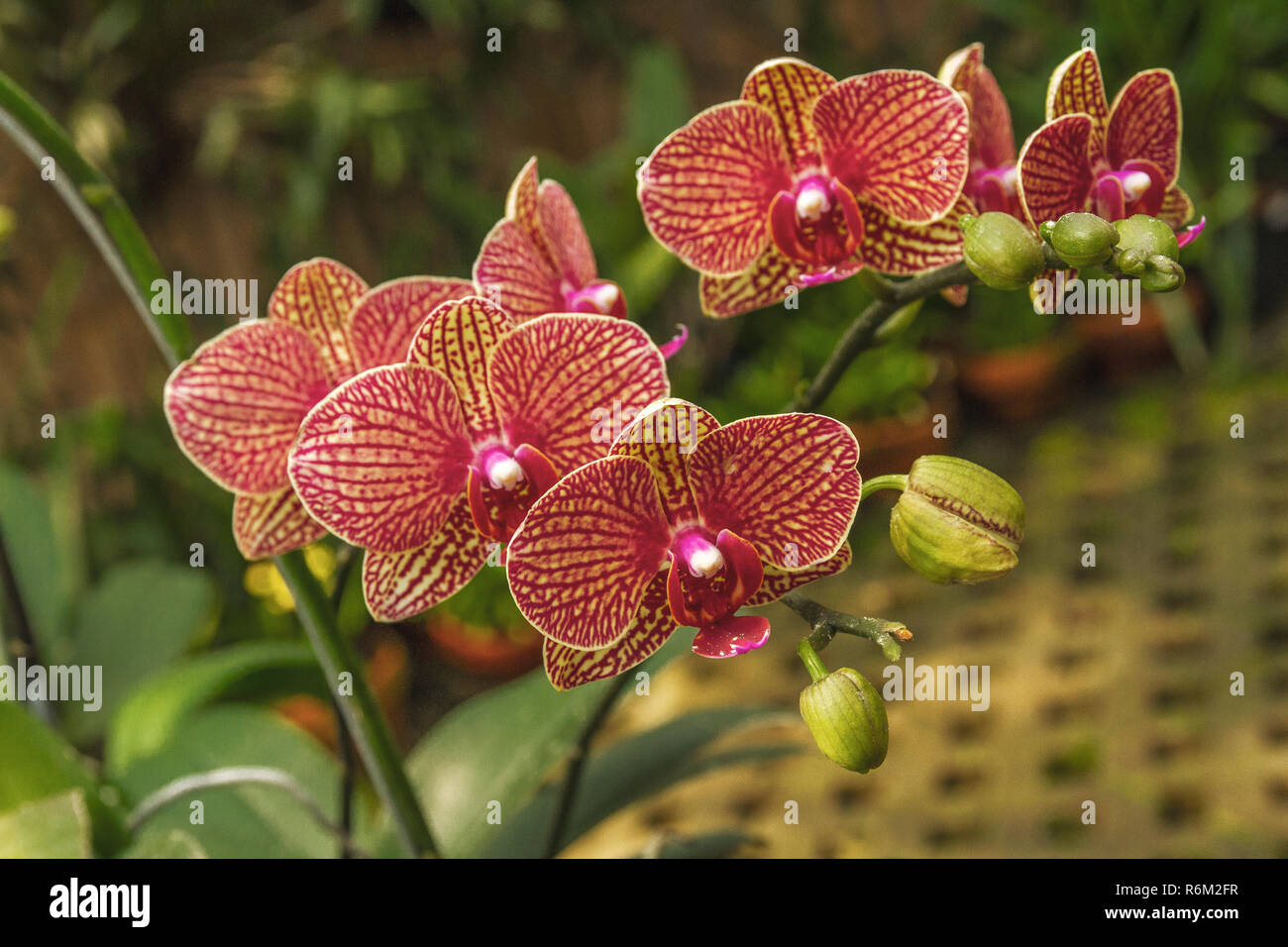 Spring bloom variety orchids hi-res stock photography and images - Alamy
