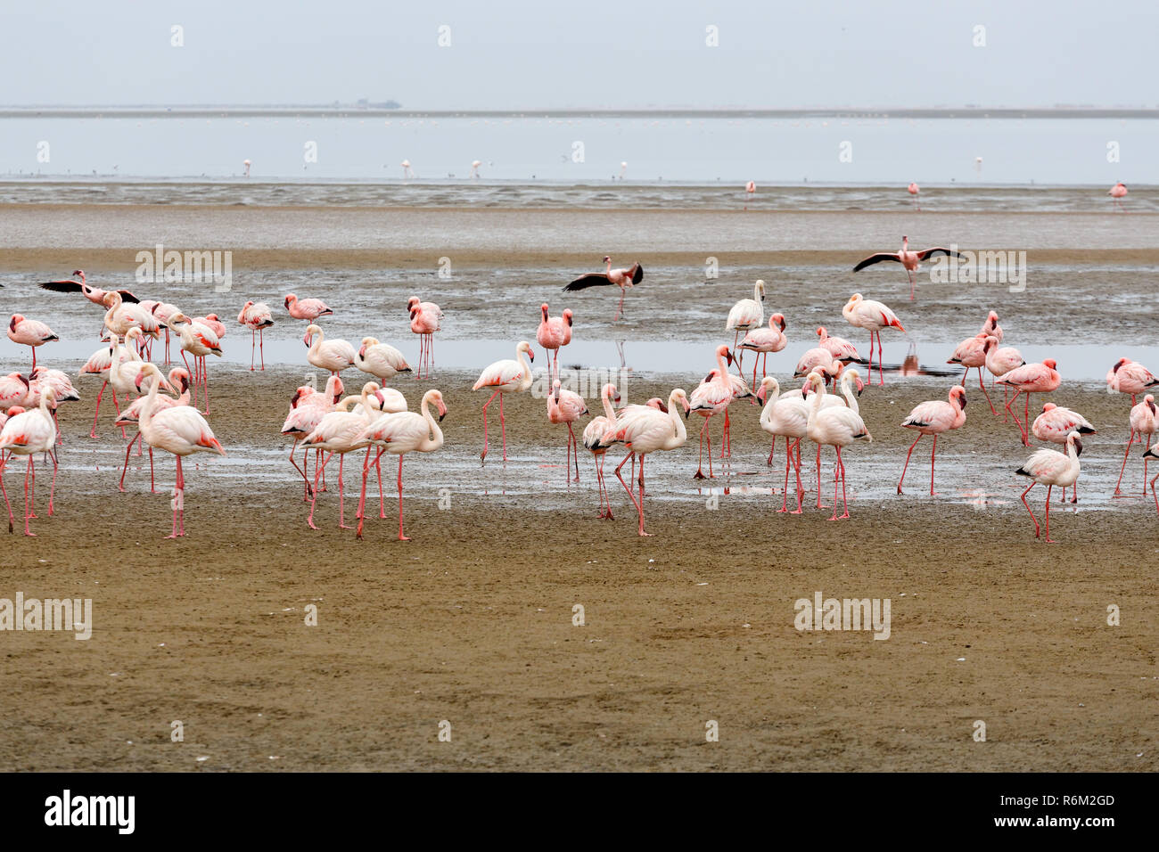 colony of Rosy Flamingo, africa wildlife Stock Photo - Alamy