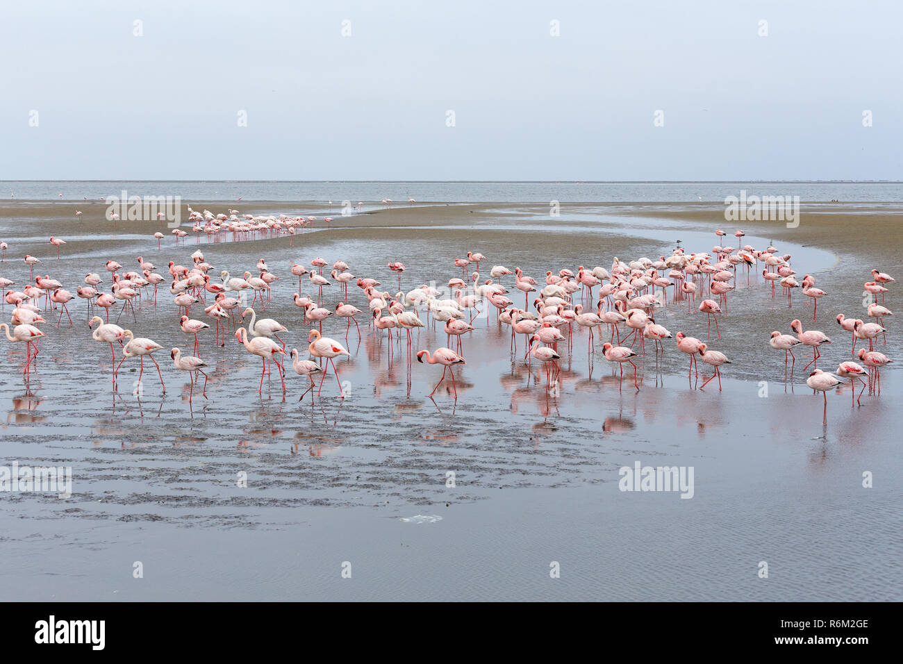 colony of Rosy Flamingo, africa wildlife Stock Photo - Alamy