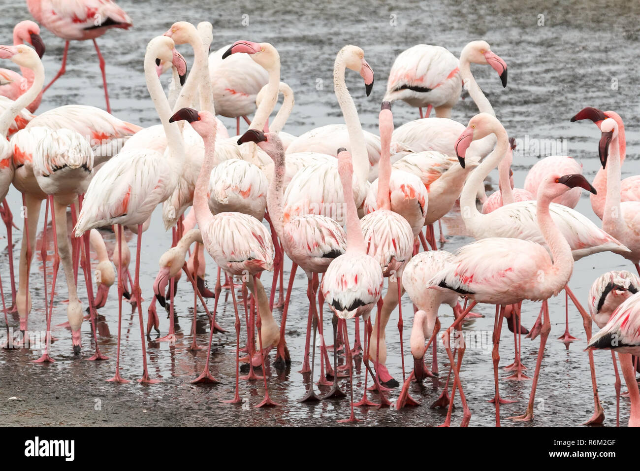 colony of Rosy Flamingo, africa wildlife Stock Photo - Alamy
