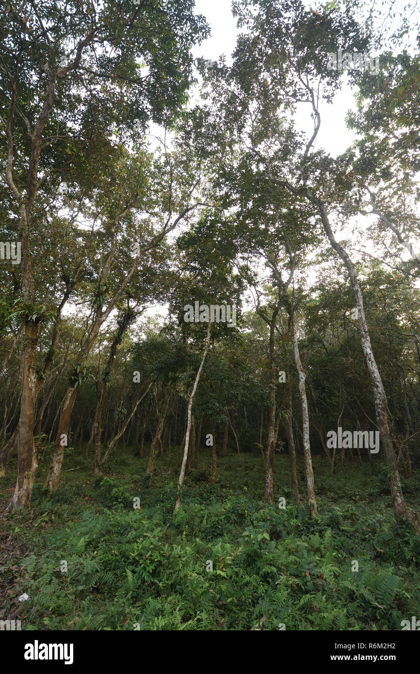 Chilapata forest of Jaldapara National Park in Alipurduar district of ...