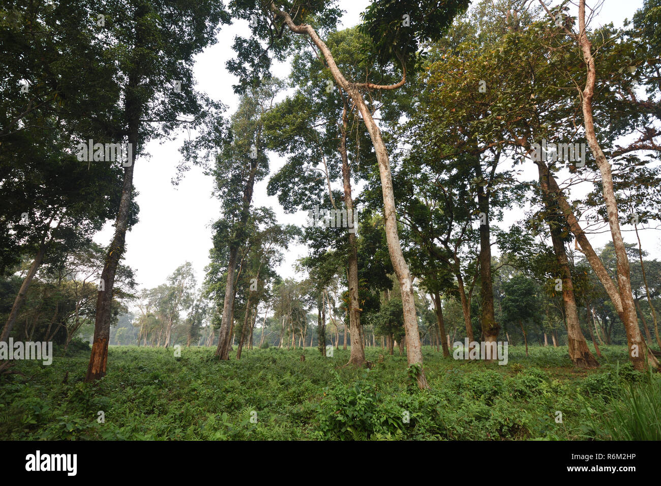 Chilapata forest of Jaldapara National Park in Alipurduar district of ...