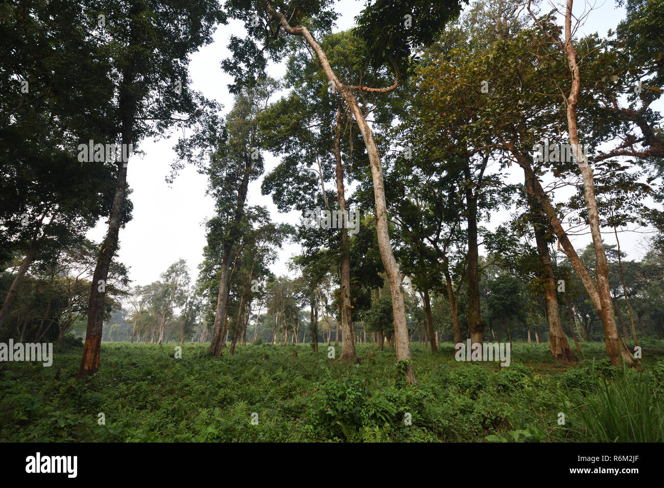 Jaldapara national forest hi-res stock photography and images - Alamy