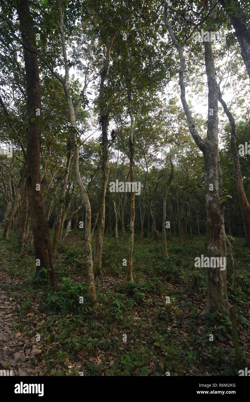 Chilapata forest of Jaldapara National Park in Alipurduar district of ...