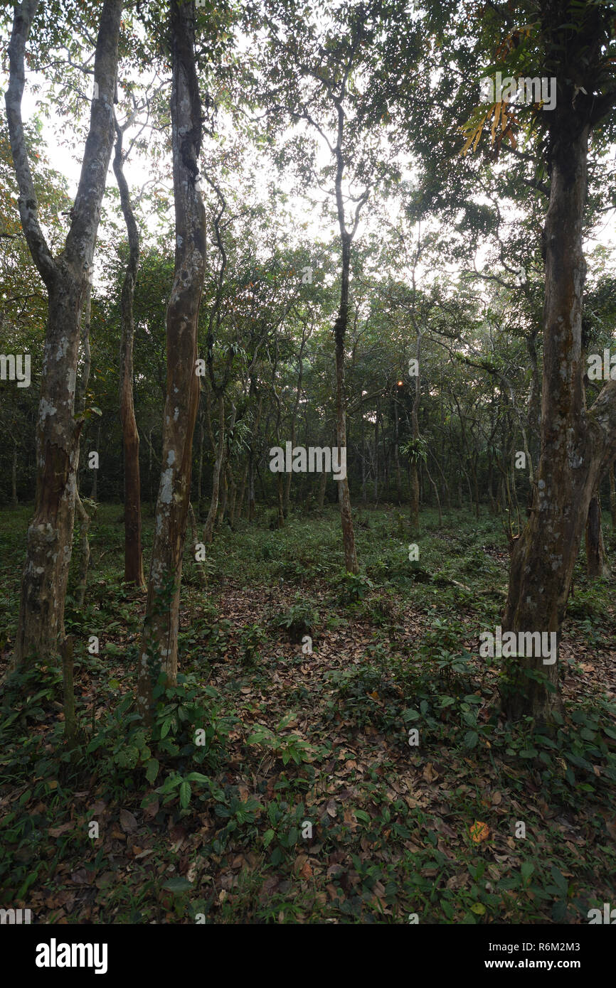 Chilapata forest of Jaldapara National Park in Alipurduar district of ...