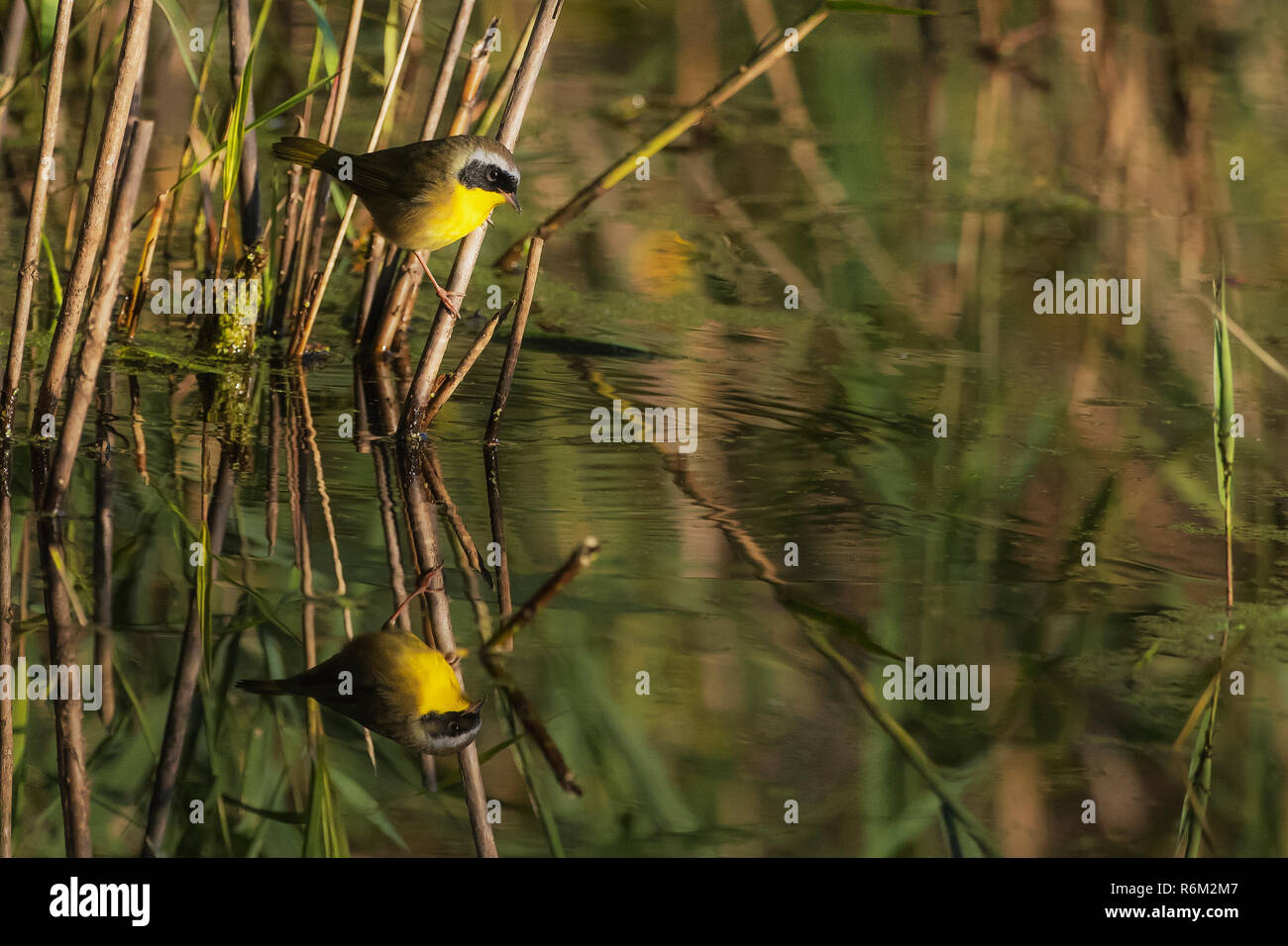 Common yellowthroat and reflection in autumn wetland environment Stock ...