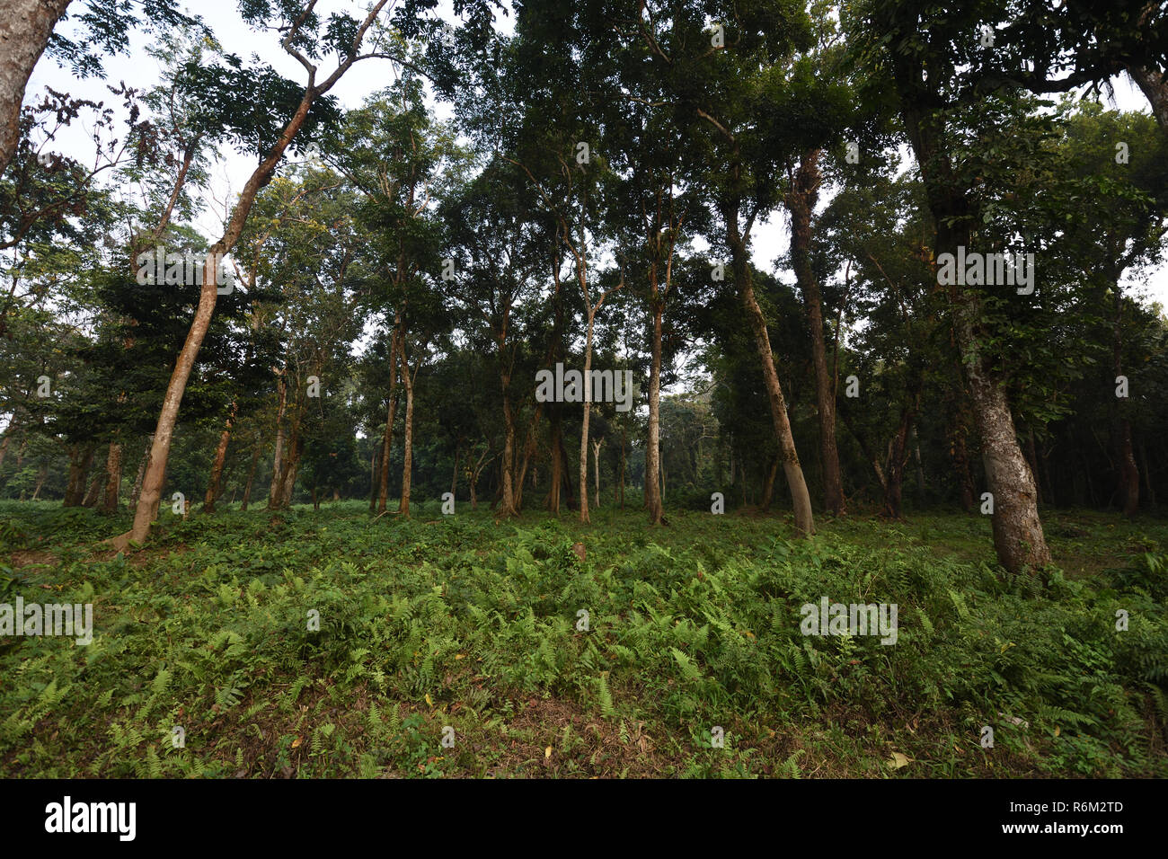 Chilapata forest of Jaldapara National Park in Alipurduar district of ...