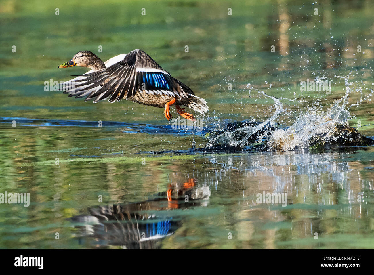 Mallard duck take off hi-res stock photography and images - Alamy