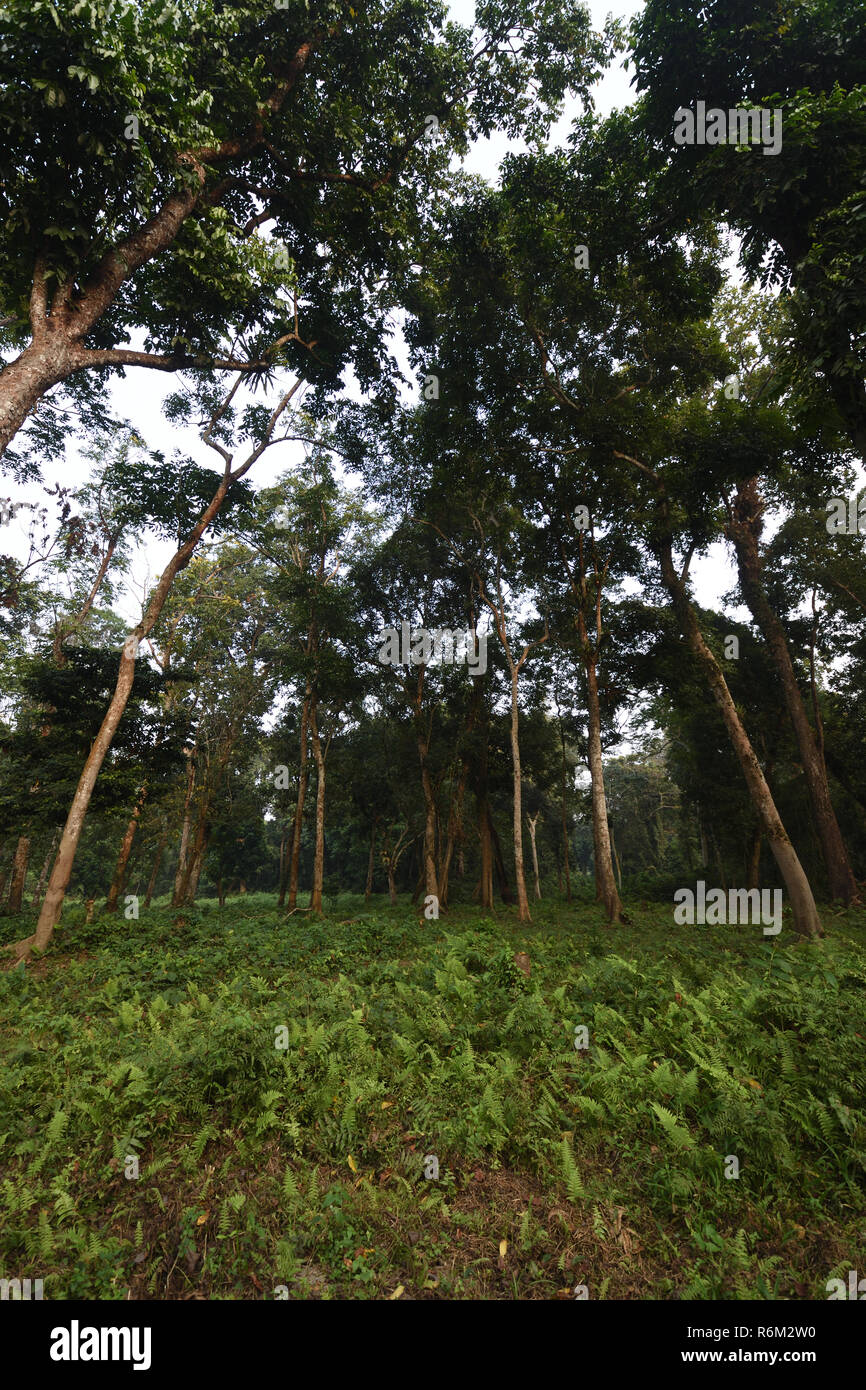 Chilapata forest of Jaldapara National Park in Alipurduar district of ...