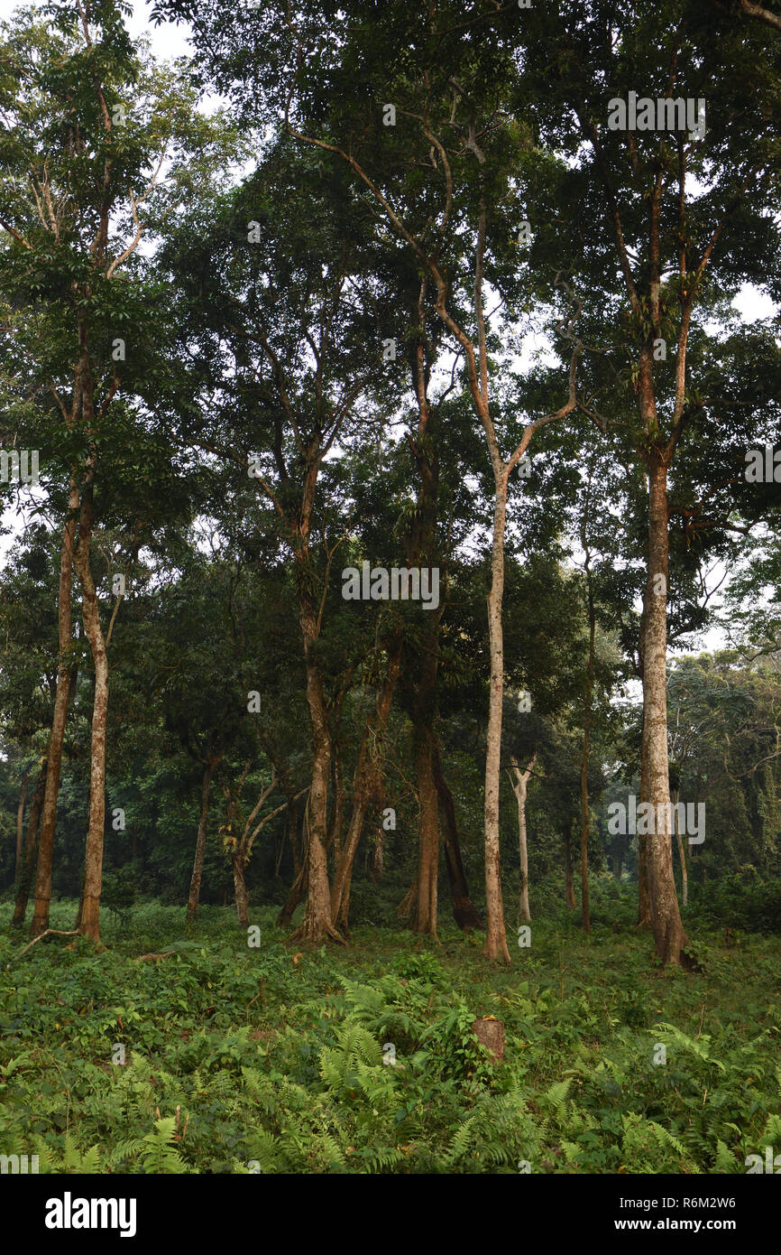 Chilapata forest of Jaldapara National Park in Alipurduar district of ...