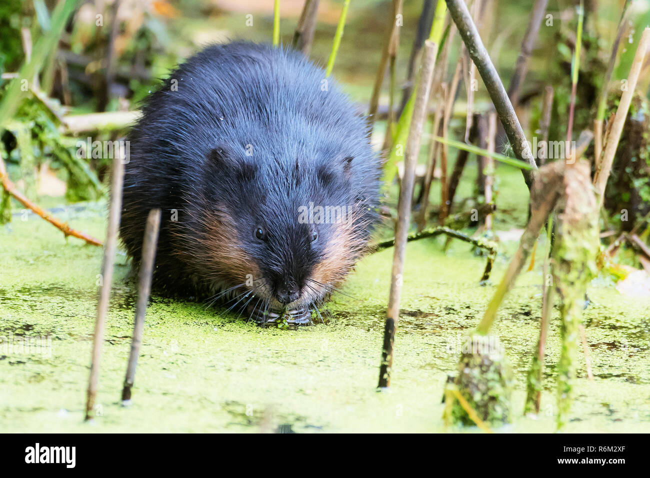 Wetland rodent hi-res stock photography and images - Alamy