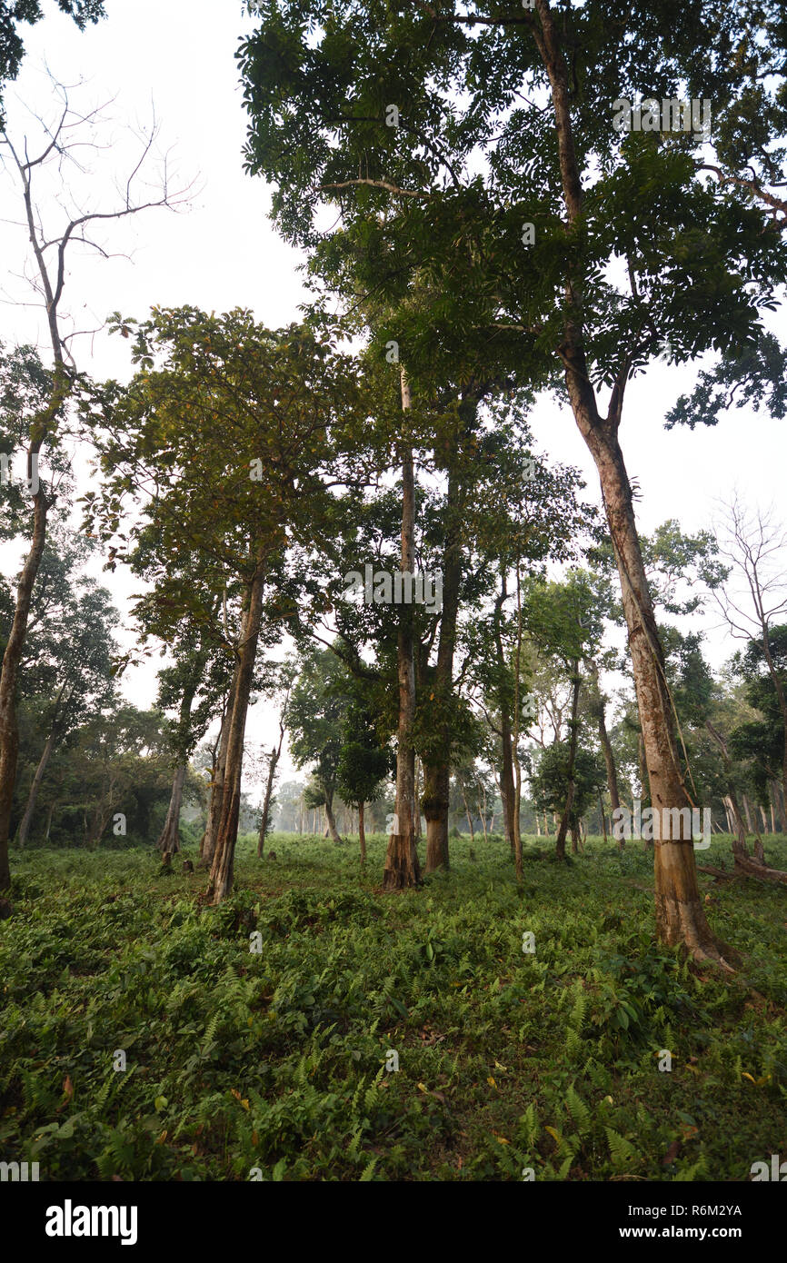 Chilapata forest of Jaldapara National Park in Alipurduar district of ...