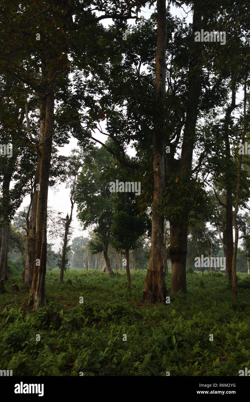 Chilapata forest of Jaldapara National Park in Alipurduar district of ...