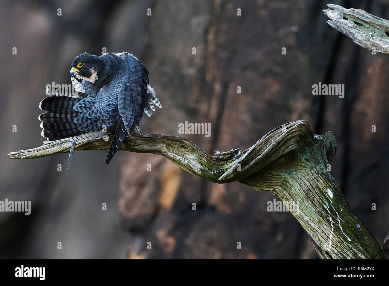 Peregrine falcon preening on perch Stock Photo - Alamy