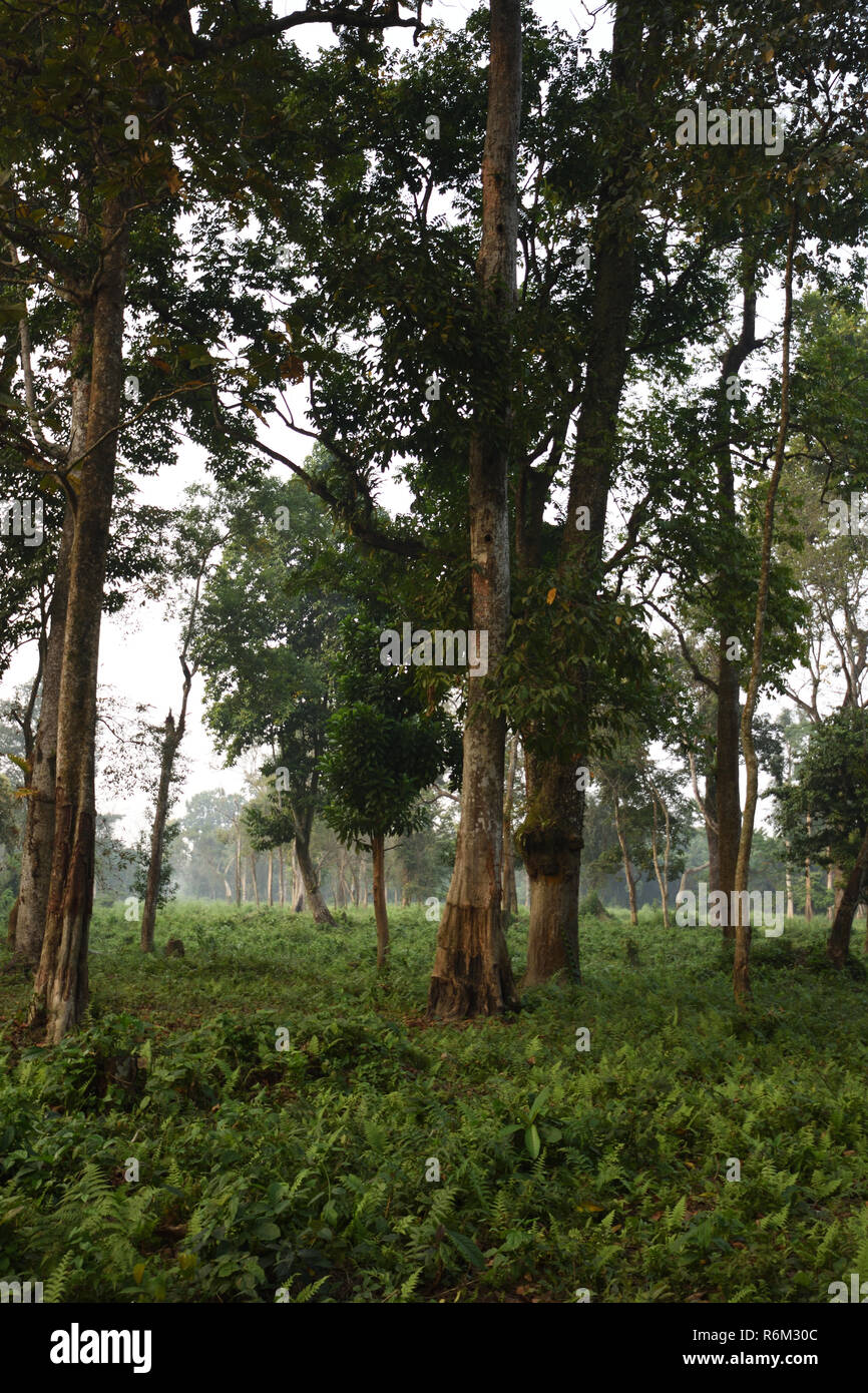 Chilapata forest of Jaldapara National Park in Alipurduar district of ...