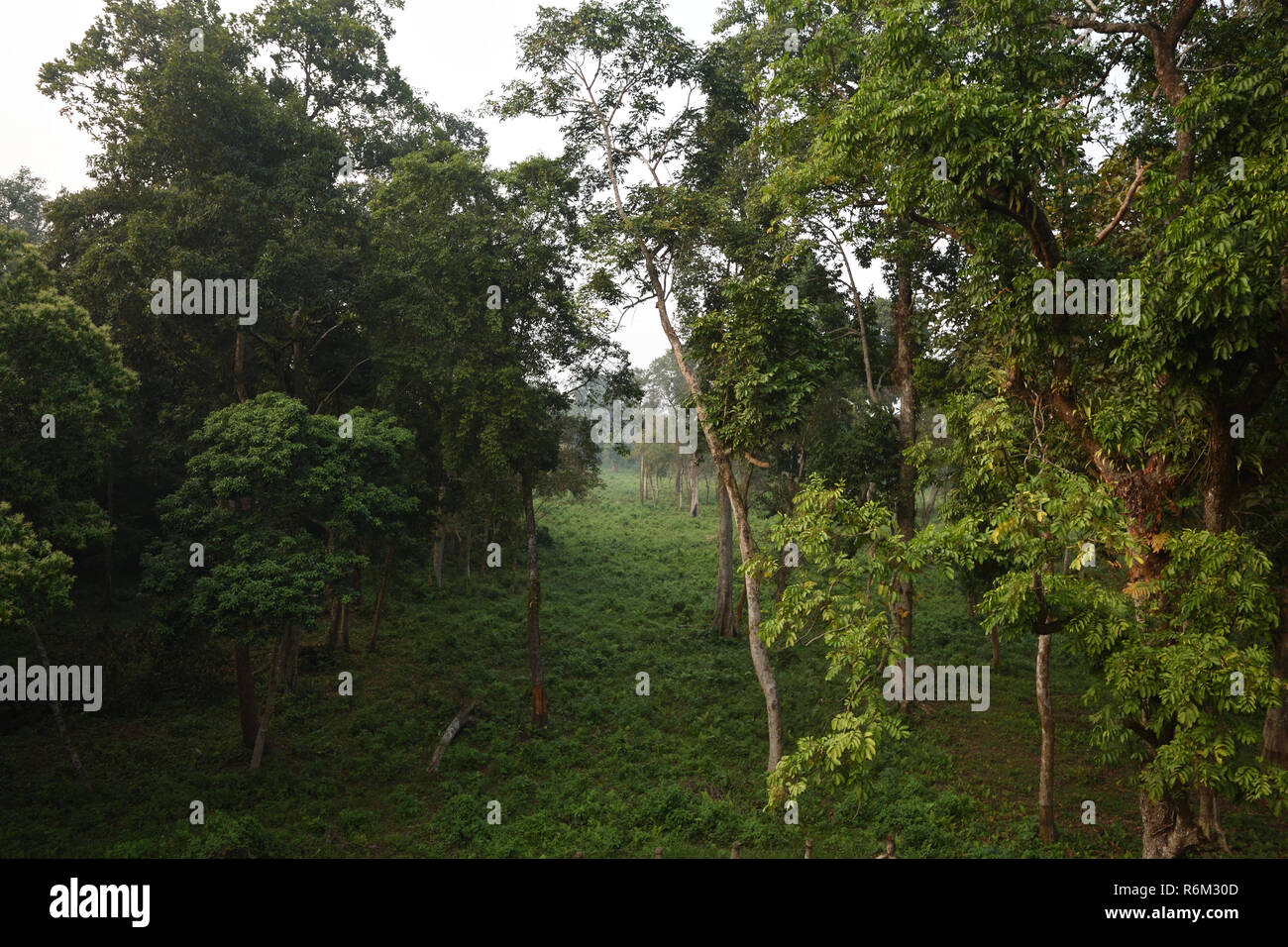 Chilapata forest of Jaldapara National Park in Alipurduar district of ...