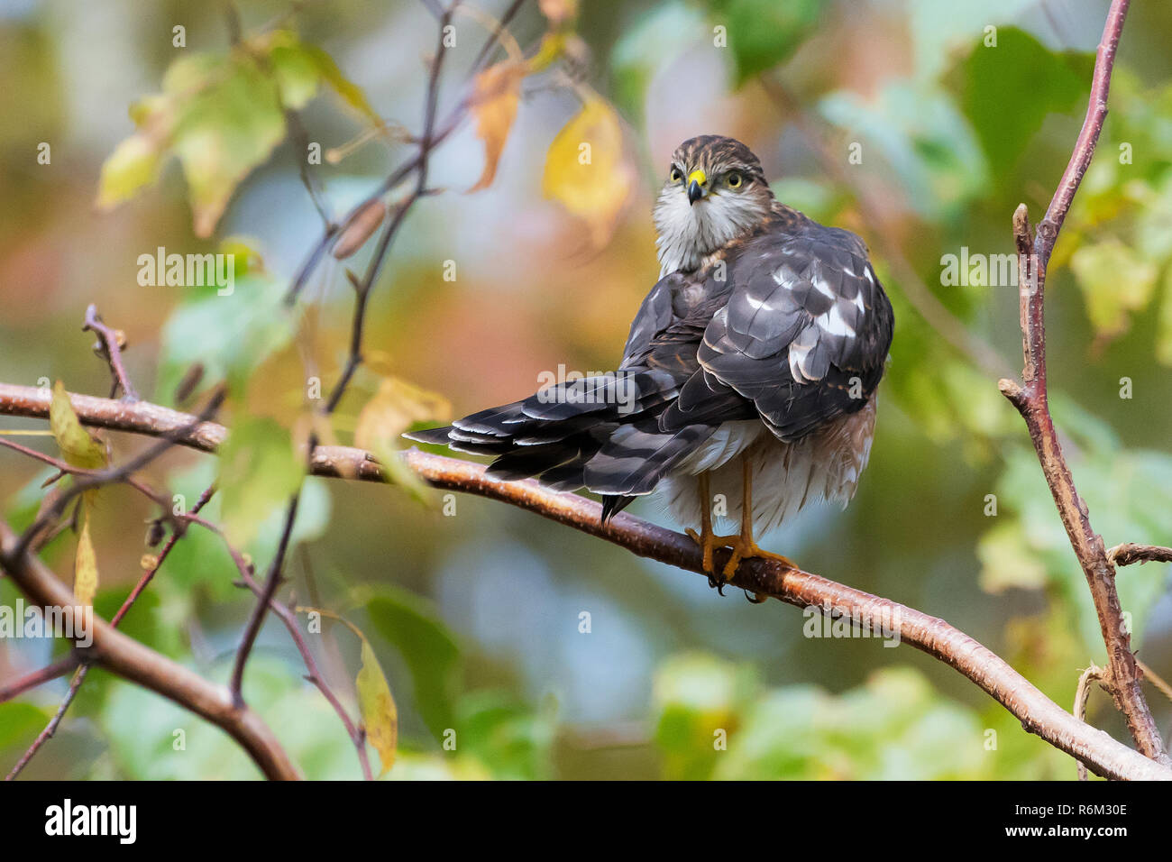 Juvenile sharp-shinned hawk in autumn foliage Stock Photo - Alamy