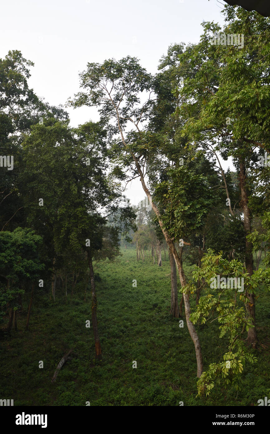 Chilapata forest of Jaldapara National Park in Alipurduar district of ...