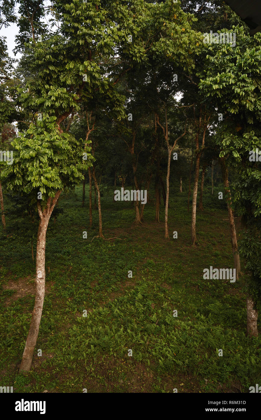 Chilapata forest of Jaldapara National Park in Alipurduar district of ...