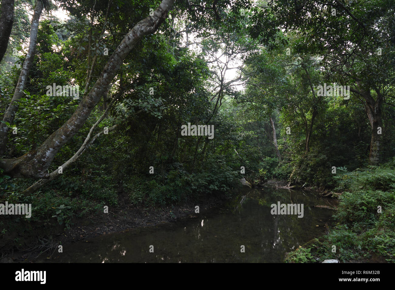 Water point at the Chilapata forest of Jaldapara National Park in ...