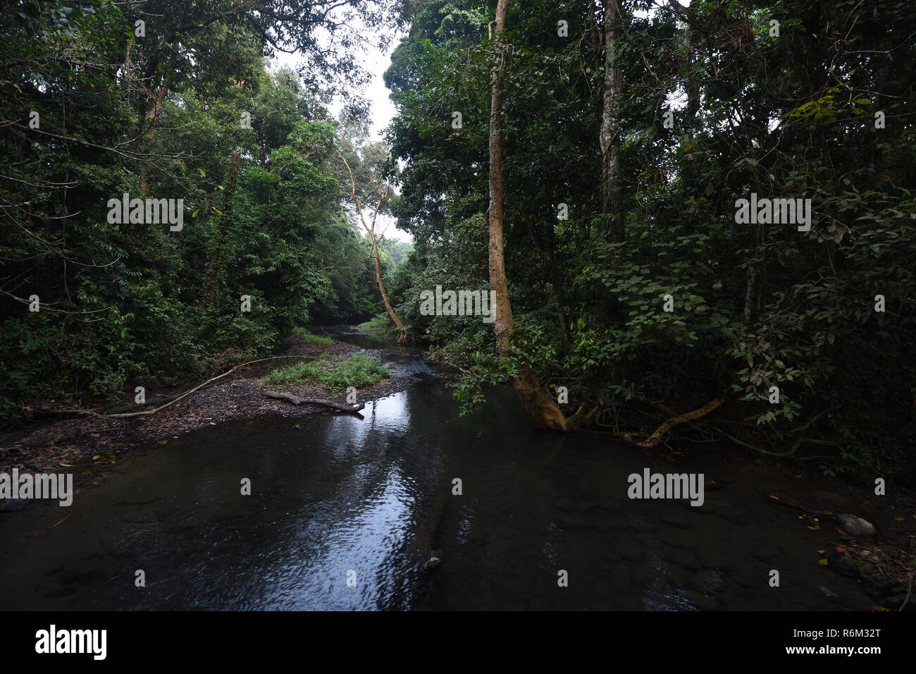 Water point at the Chilapata forest of Jaldapara National Park in ...