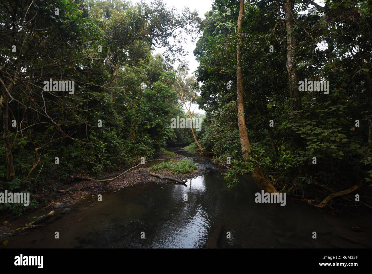 Water point at the Chilapata forest of Jaldapara National Park in ...