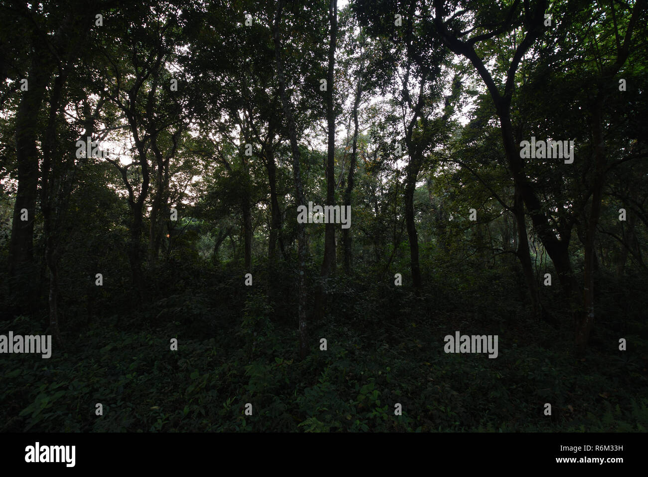 Chilapata forest of Jaldapara National Park in Alipurduar district of ...