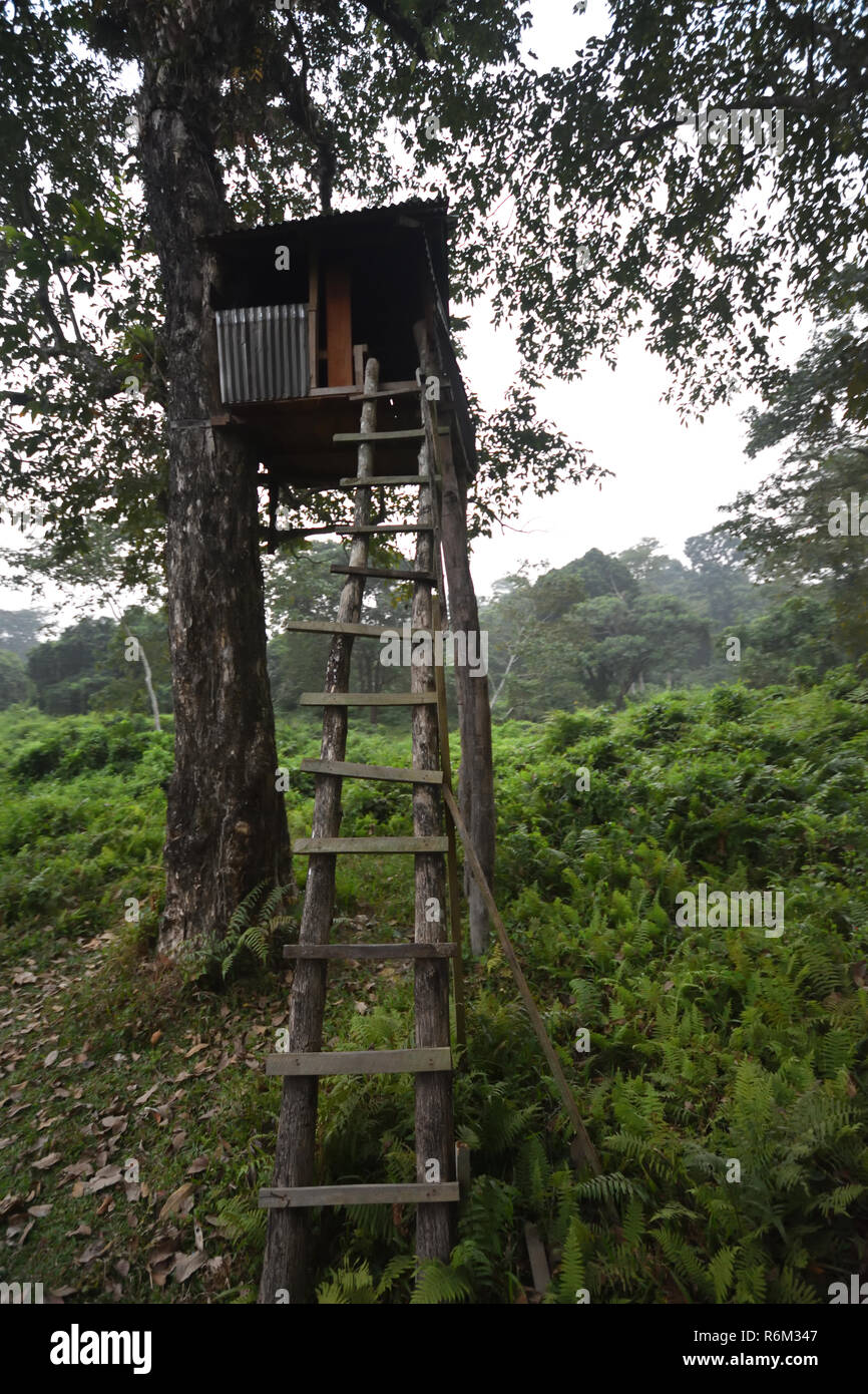 Watchtower at the Chilapata forest of Jaldapara National Park in ...