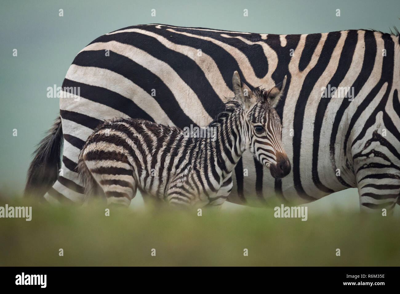 Baby plains zebra behind bank beside mother Stock Photo - Alamy