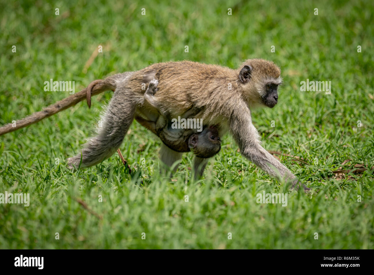 Baby vervet monkey clinging to walking mother Stock Photo - Alamy