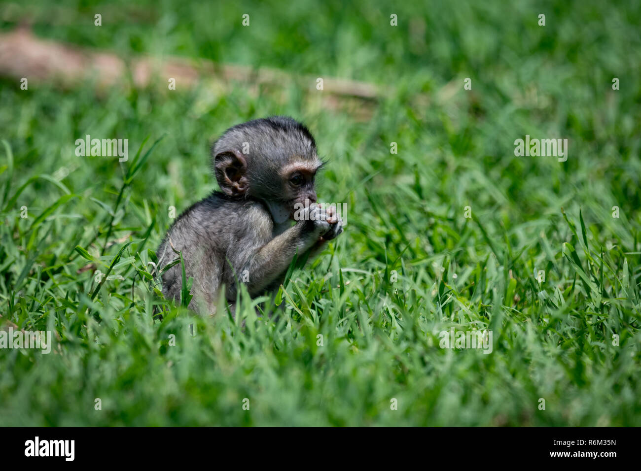 Baby vervet monkey eating in grassy meadow Stock Photo - Alamy
