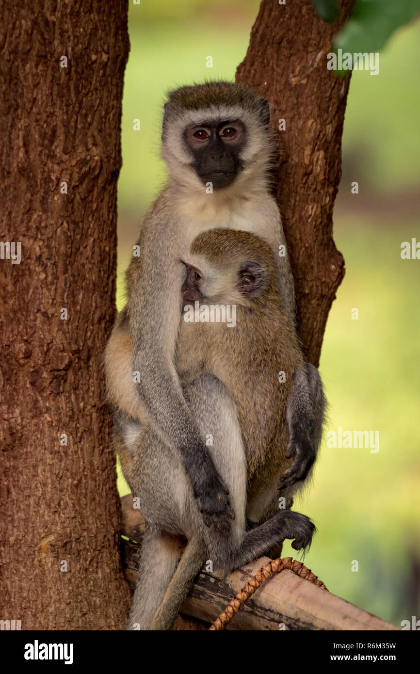 Monkey pole hi-res stock photography and images - Alamy