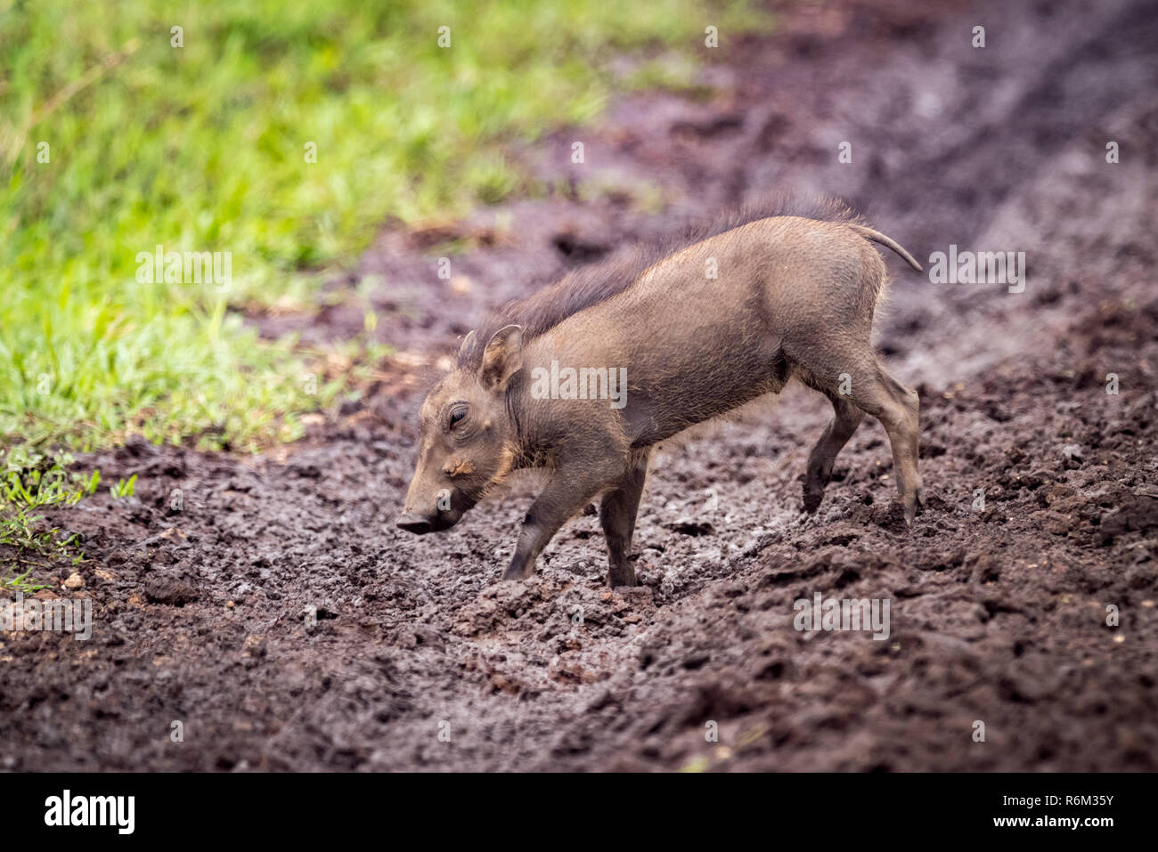 Baby warthog crosses muddy track beside grass Stock Photo - Alamy