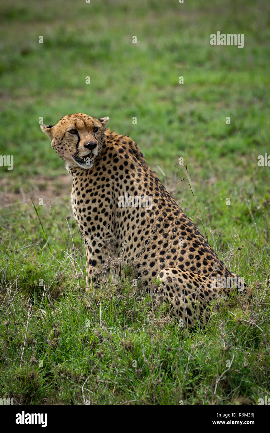 Cheetah sitting in grassy plain turning head Stock Photo - Alamy