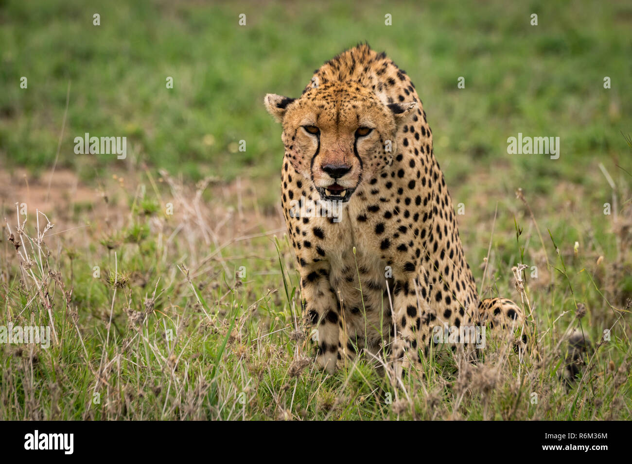 Cheetah sitting in tall grass looking down Stock Photo - Alamy