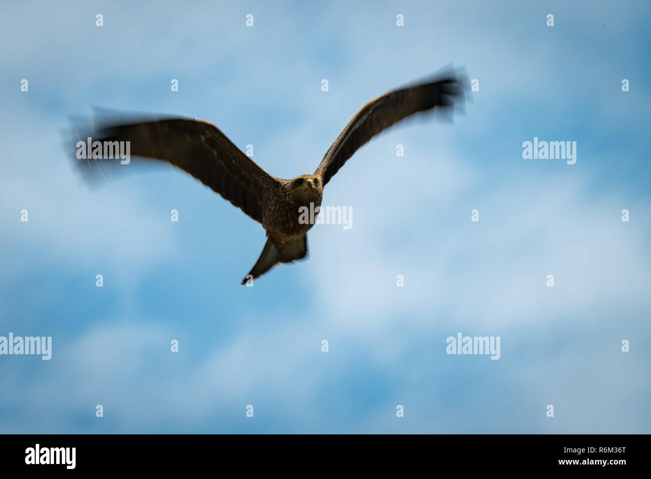 Tanzania overhead animals hi-res stock photography and images - Alamy