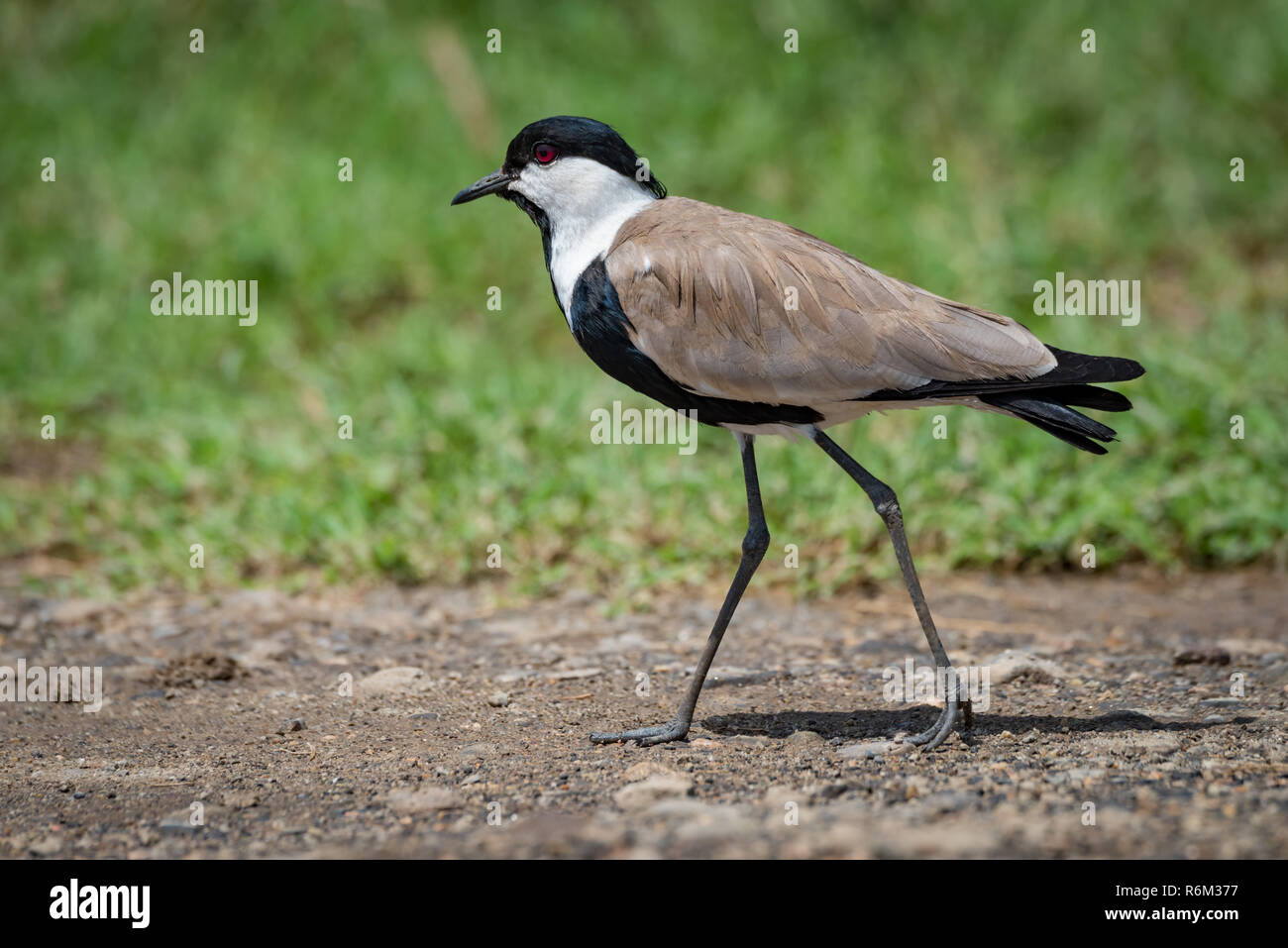 Blacksmith plover walking across track in sunshine Stock Photo - Alamy