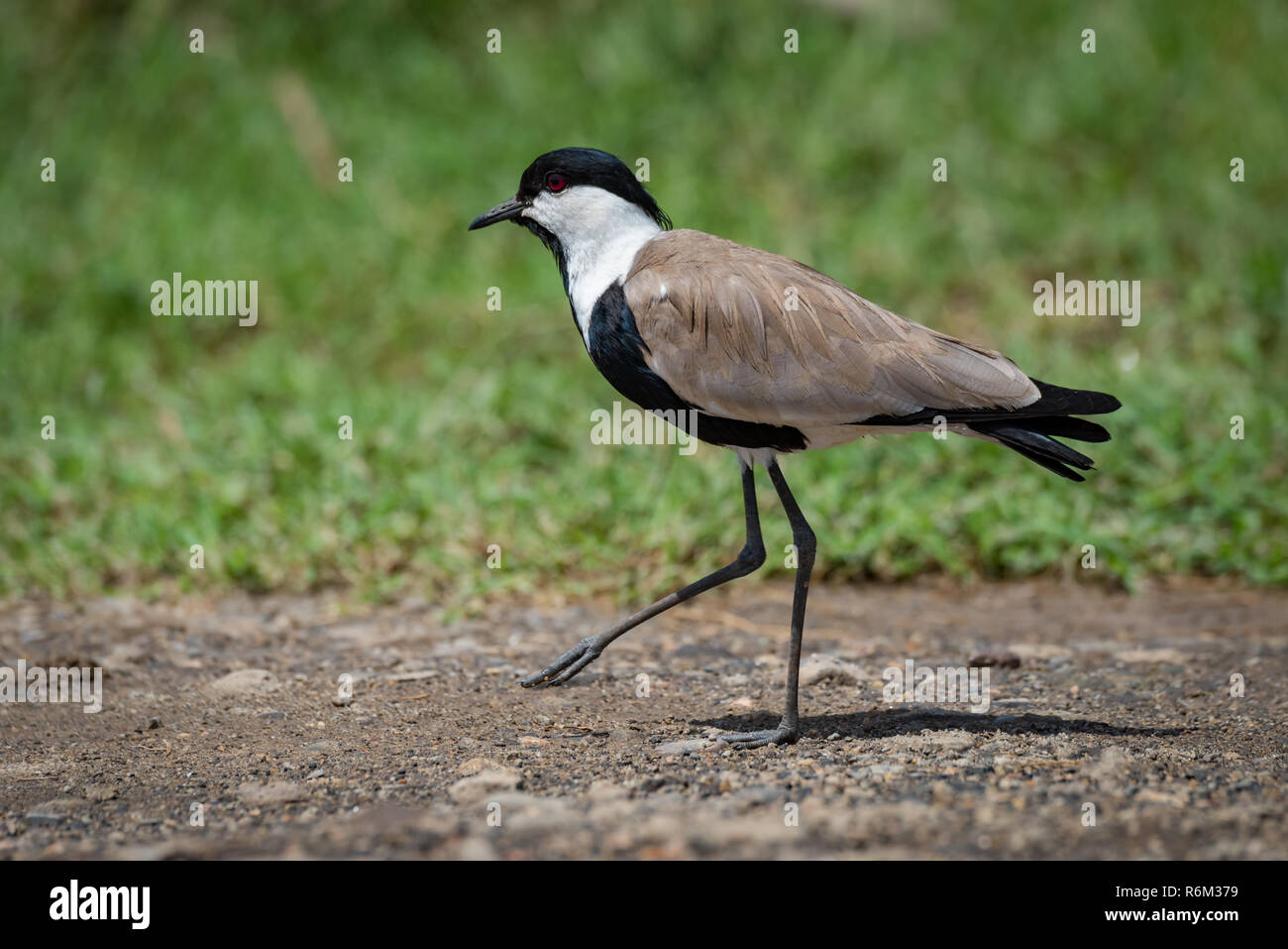 Blacksmith plover walks across track lifting foot Stock Photo - Alamy
