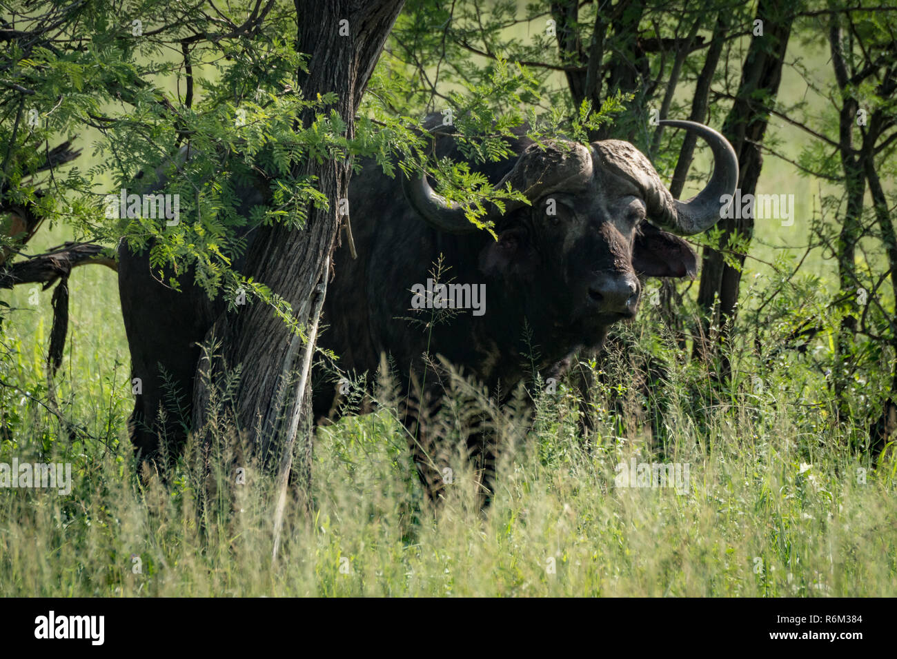 Cape buffalo standing behind trunk of tree Stock Photo - Alamy