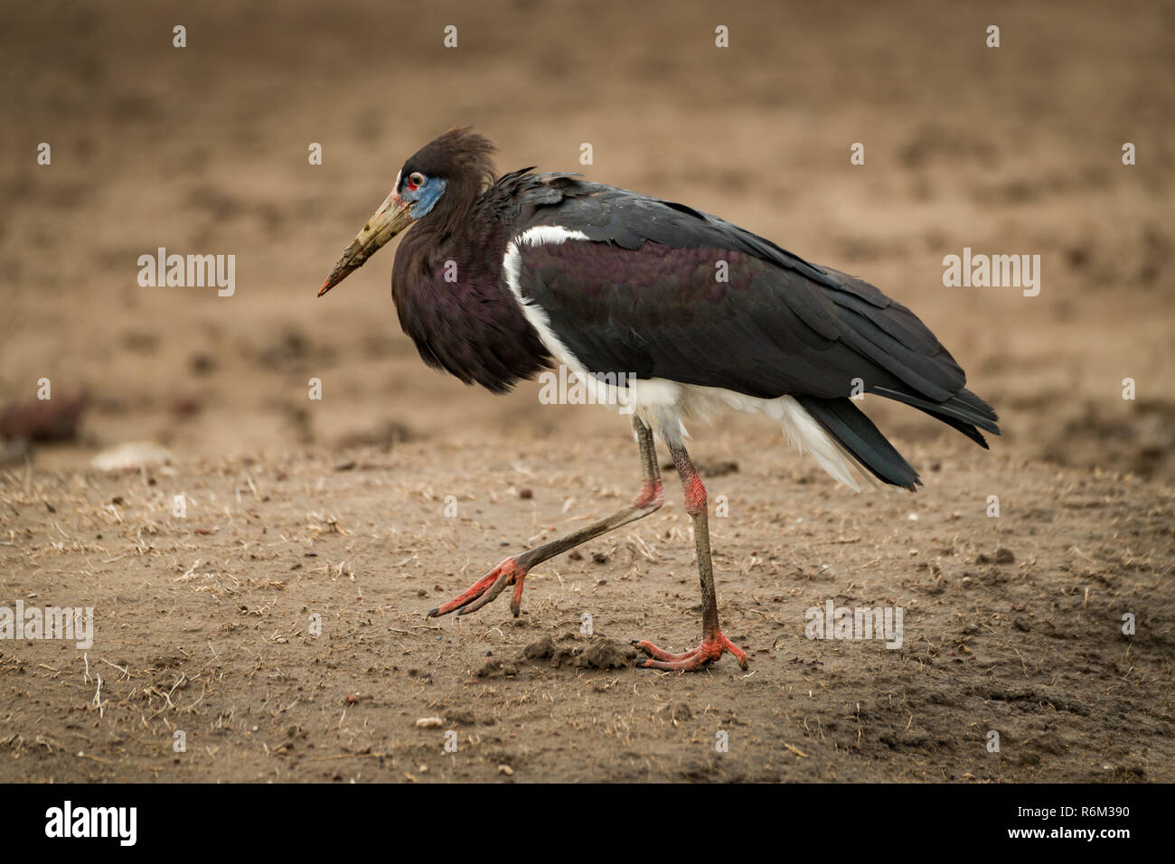Stork foot hi-res stock photography and images - Alamy