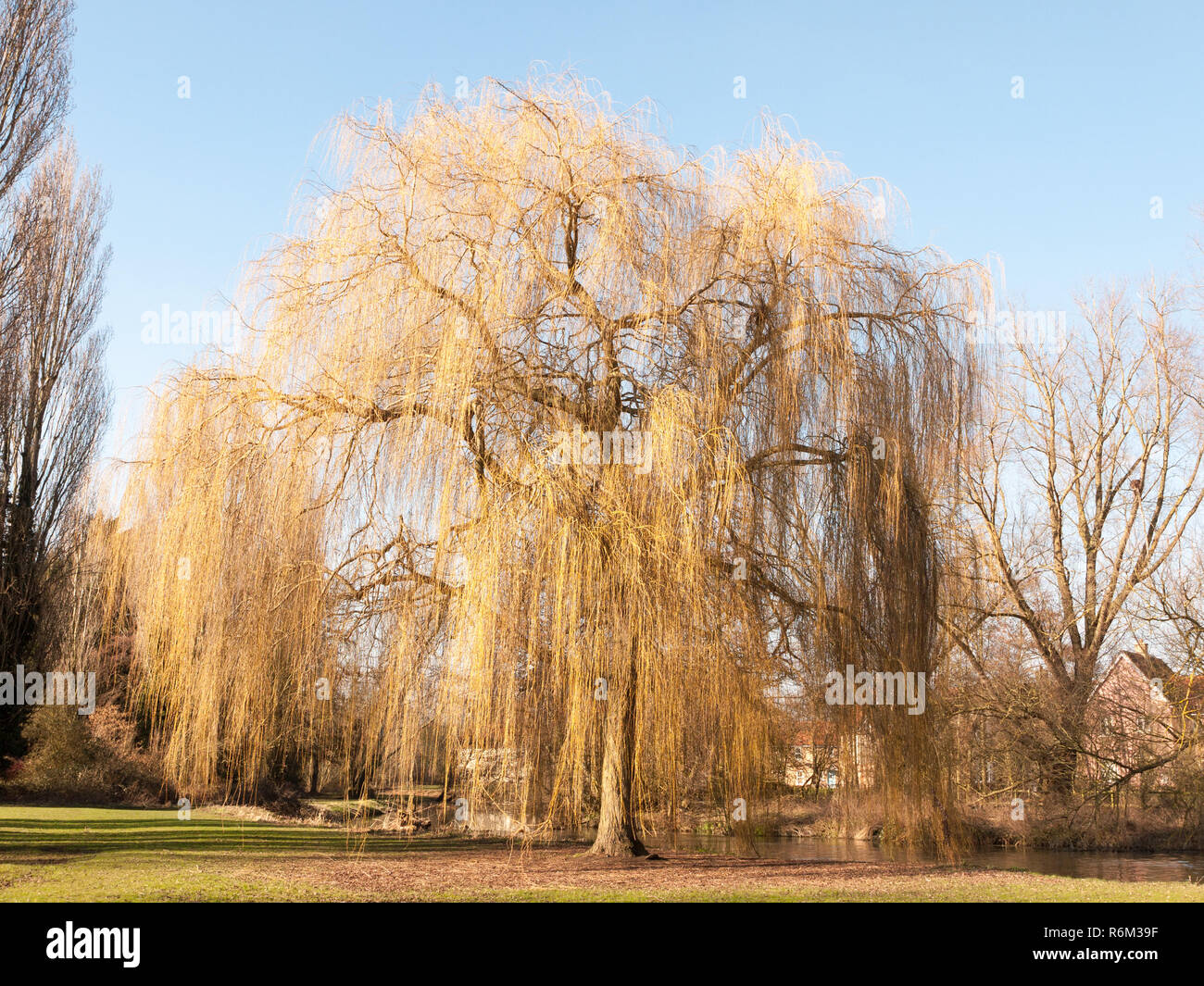 Hanging willow hi-res stock photography and images - Alamy